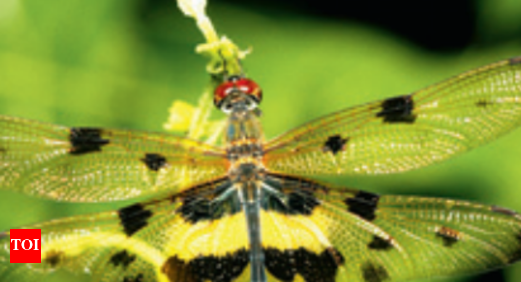 Meet insect that inspired choppers | Ahmedabad News - Times of India