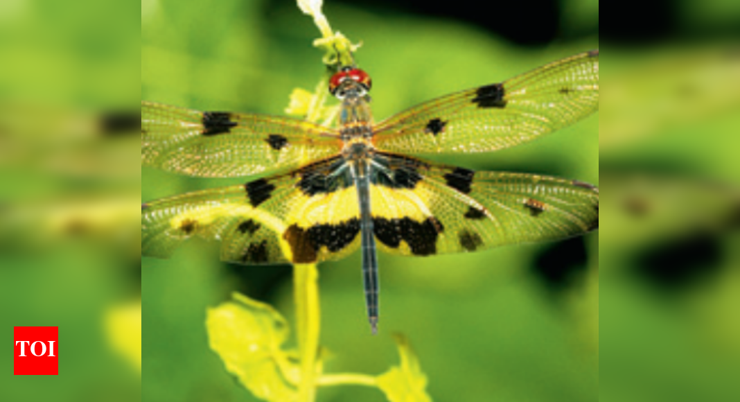 Meet insect that inspired choppers | Ahmedabad News - Times of India