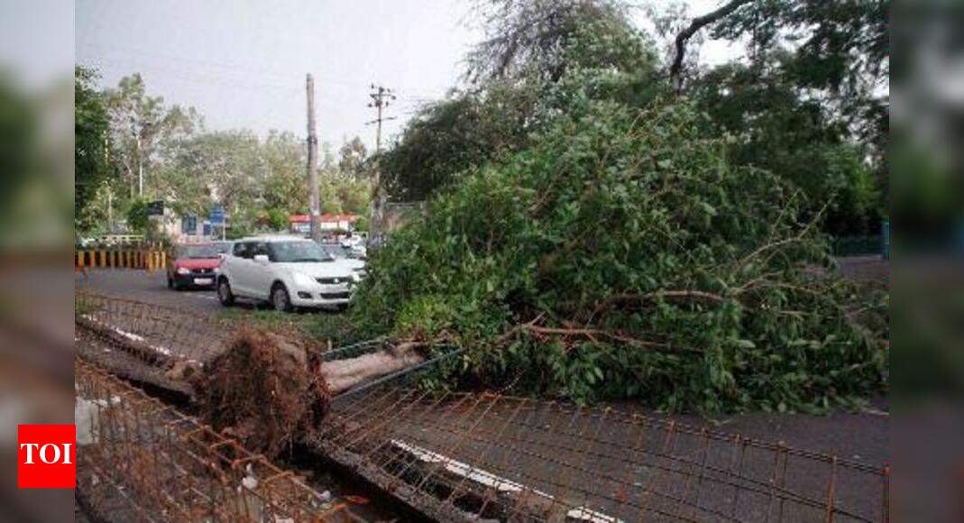 11 trees collapsed during heavy rain | Thane News - Times of India