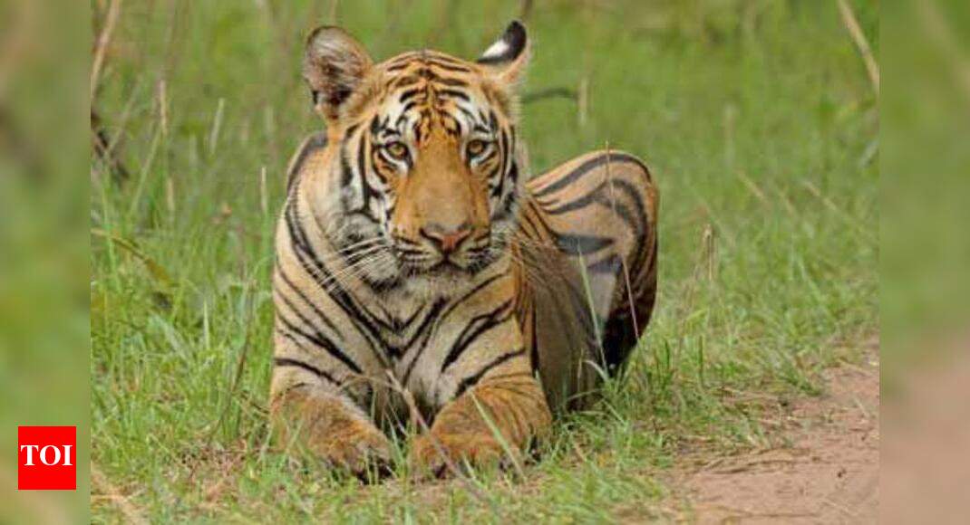 Centre's delay in releasing funds may hit tiger protection efforts ...