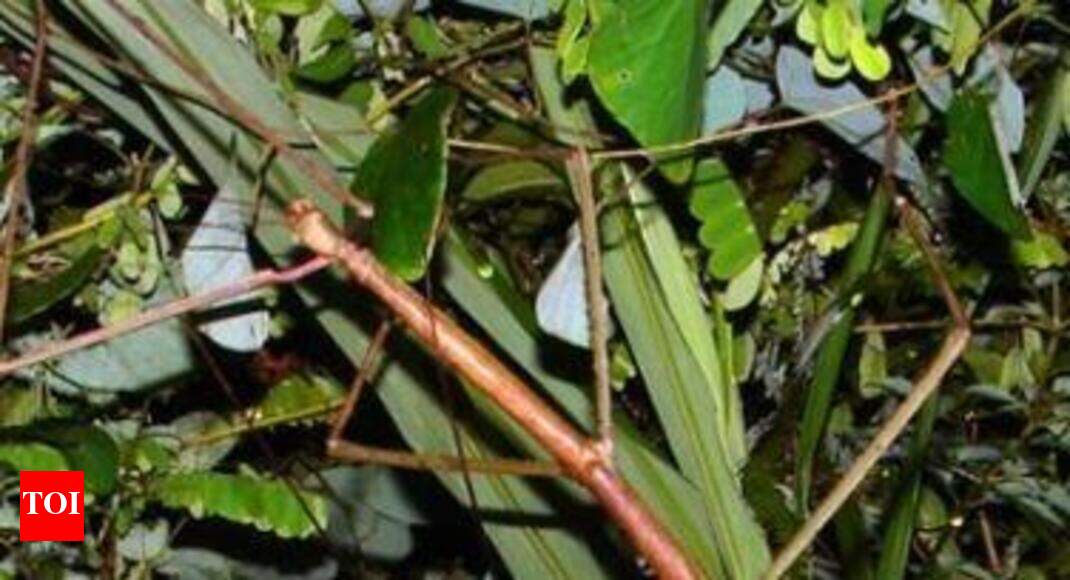 First insect museum in country likely to be launched in August ...