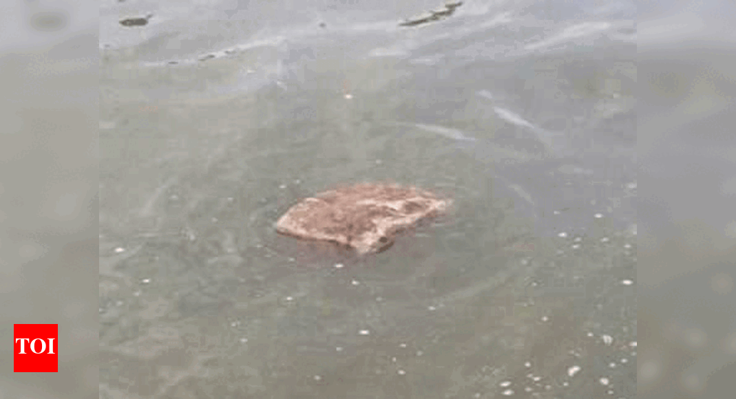 People crowd to pay obeisance to stone found floating in Ganga | Kanpur ...