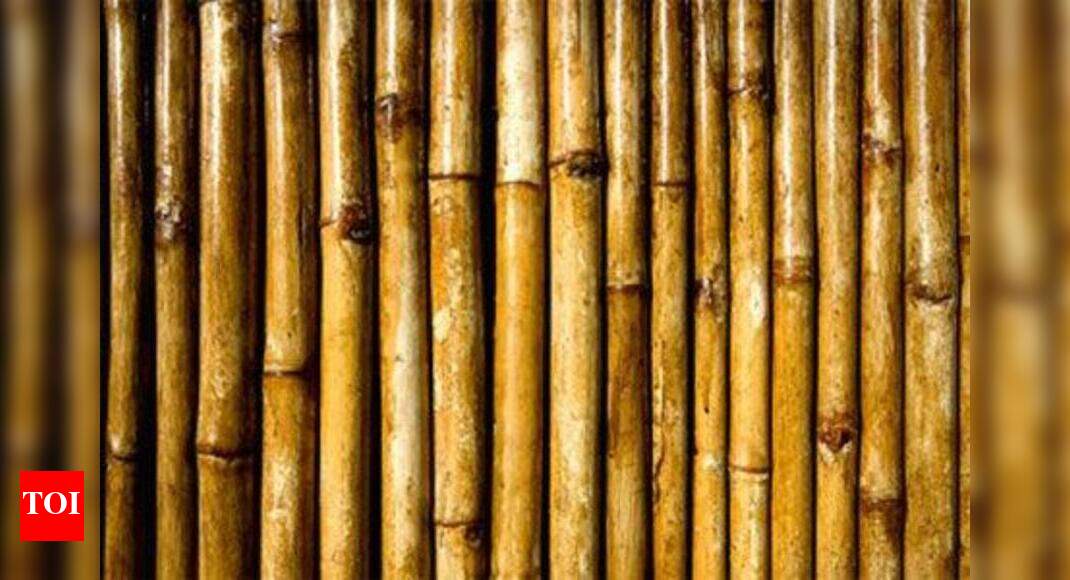 Flagship scheme to promote bamboo | Raipur News - Times of India