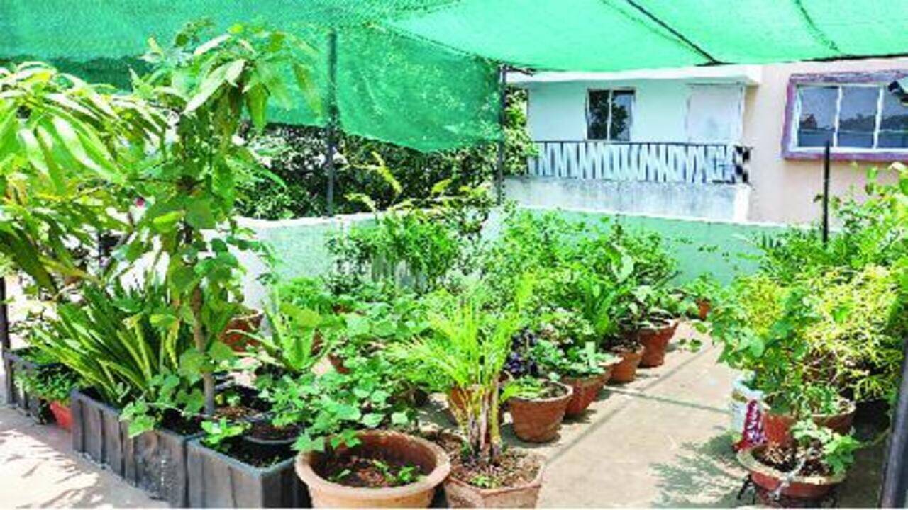 Government Terrace Garden Kit In Chennai Address | Fasci Garden