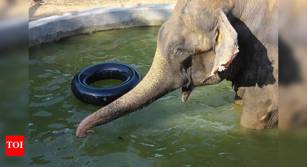 Raju unchained celebrates 2 years of freedom | Agra News - Times of India
