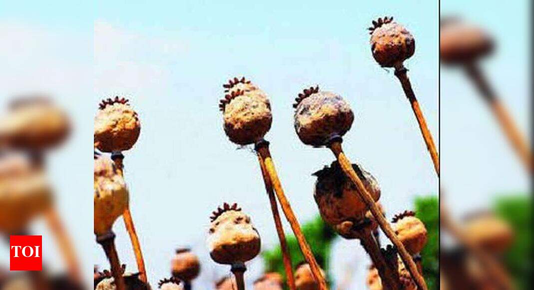 40 kg of poppy straw seized, one person held | Jammu News - Times of India