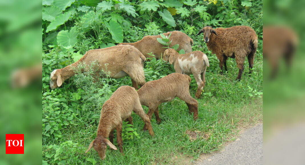 Kendrapada Sheep gets national recognition | Bhubaneswar News - Times ...