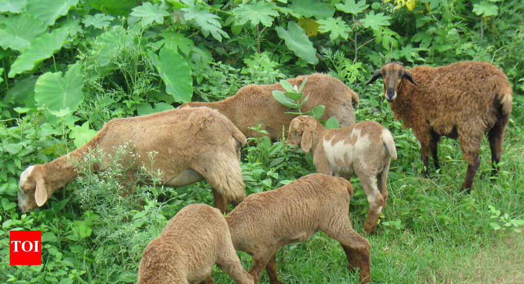 Kendrapada Sheep gets national recognition | Bhubaneswar News - Times ...