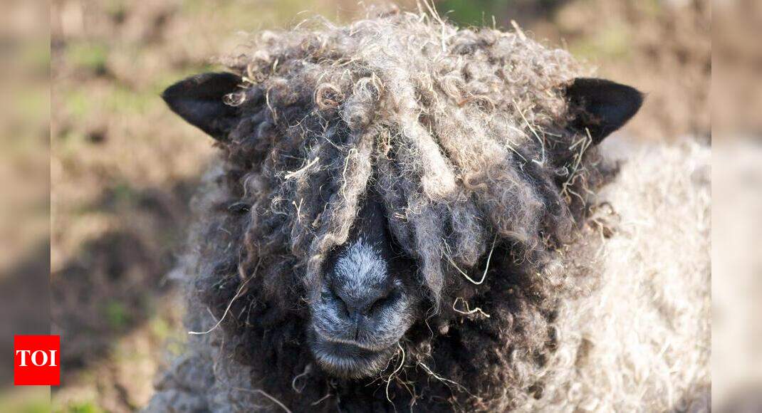 Kendrapada sheep gets national recognition | Bhubaneswar News - Times ...