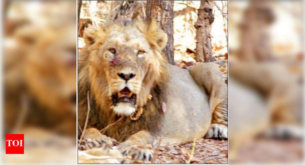 One lion goes to zoo, 16 freed under watch | Ahmedabad News - Times of ...