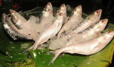 Pulasa season starts early | Rajahmundry News - Times of India