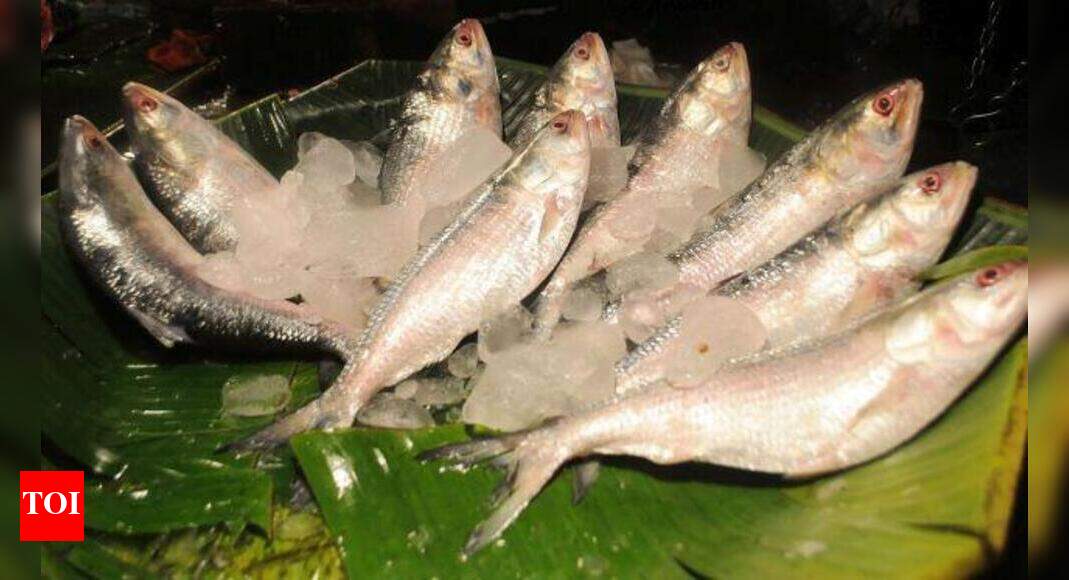 Pulasa season starts early | Rajahmundry News - Times of India