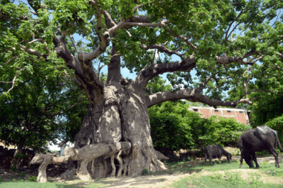PM's Mann Ki Baat to save iconic tree of Jhusi in Allahabad | Allahabad ...
