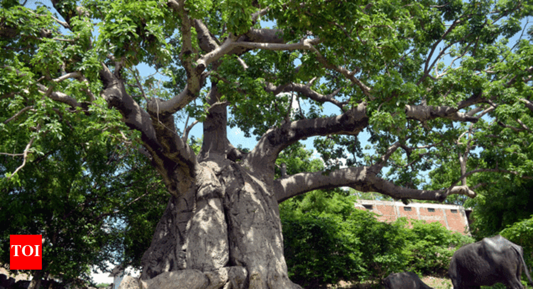PM's Mann Ki Baat to save iconic tree of Jhusi in Allahabad | Allahabad ...