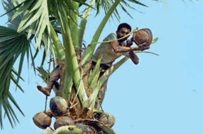Telangana's green drive promises more toddy down the line | Hyderabad ...