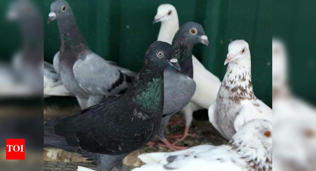 Pigeons to create a flutter this week | Coimbatore News - Times of India