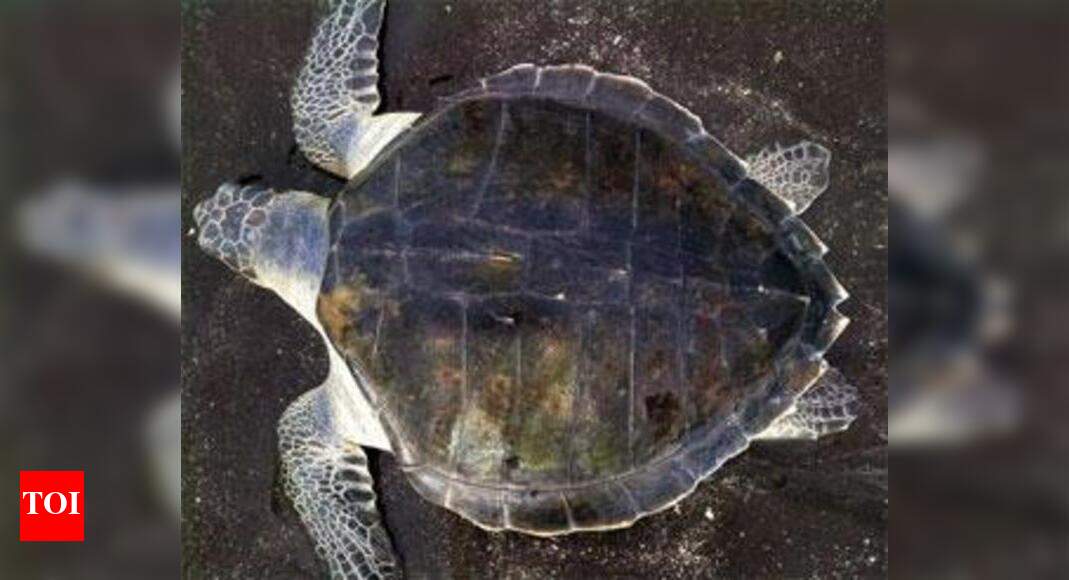 Ridley: Olive Ridley turtle rescued at Calangute | Goa News - Times of ...