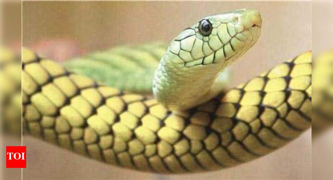 Tiger dies of snakebite, carcass found in Corbett’s Jhirna a range ...