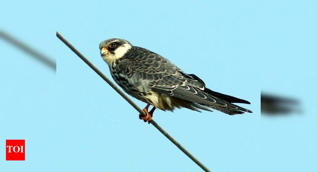 Rare 'Cutest Falcon' spotted ion Bastar | Raipur News - Times of India