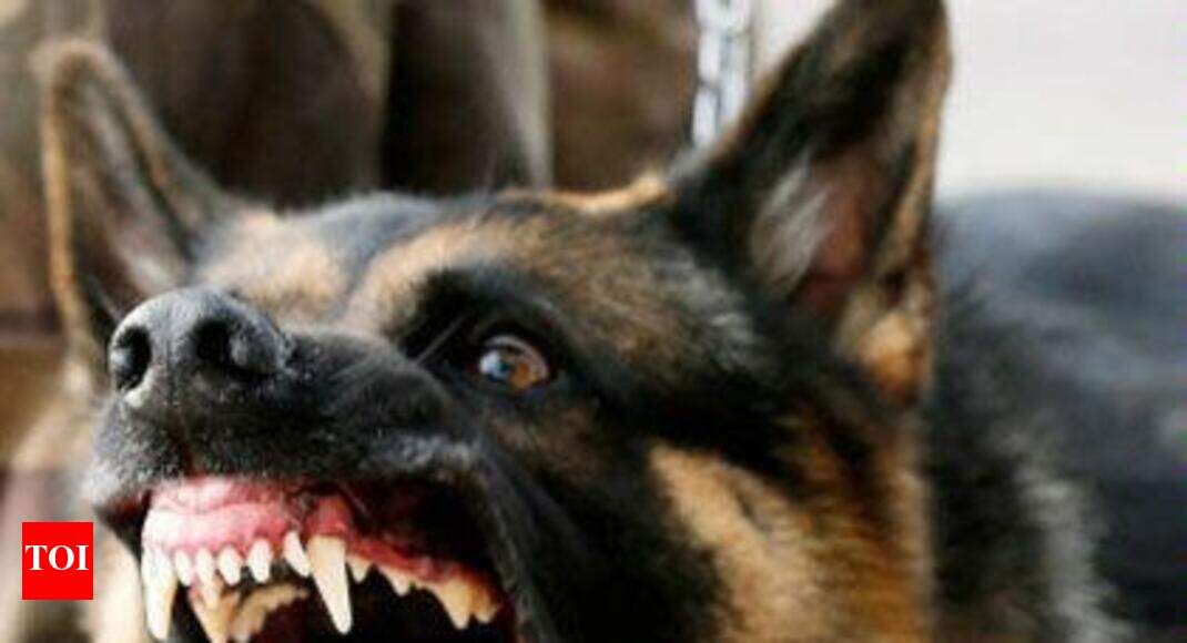 Pet dogs kill man in Tamil Nadu | Chennai News - Times of India