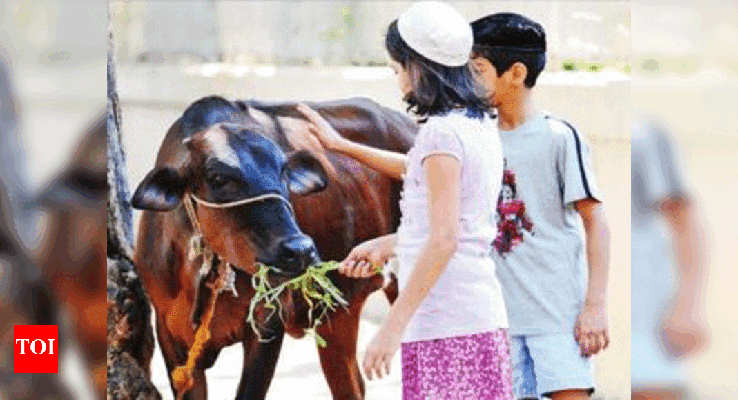 Gau Aayog wants to milk 'cow cess' for bovine welfare | Ahmedabad News ...