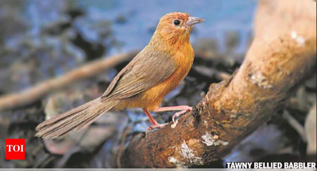 Rare winged visitors enthral bird lovers | Jaipur News - Times of India