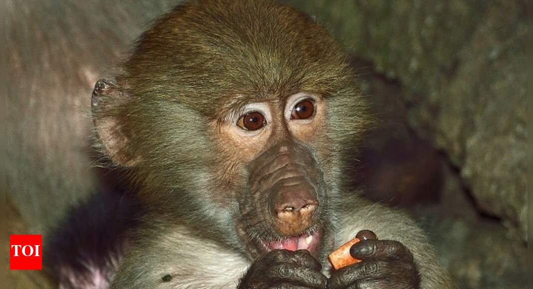 Tropical baboon thriving in Qinghai-Tibet Plateau - Times of India
