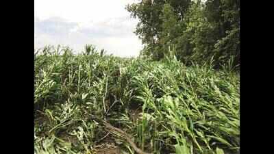 Tamil Nadu introduces new crop insurance scheme | Chennai News - Times ...