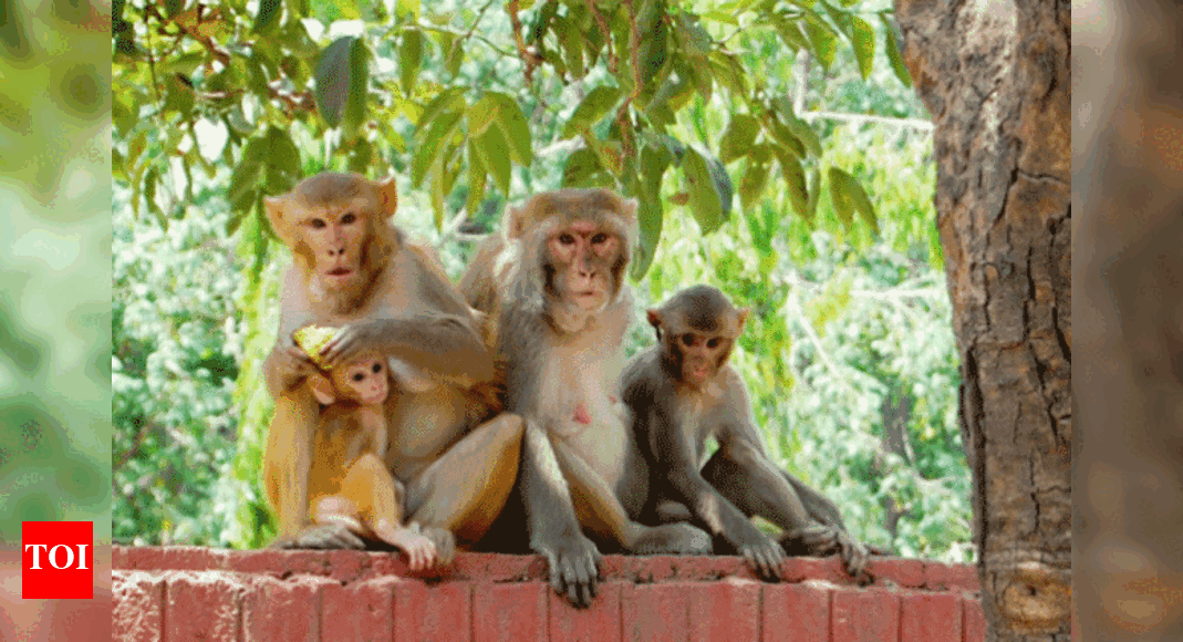 Monkeys attack, man falls to death | Noida News - Times of India