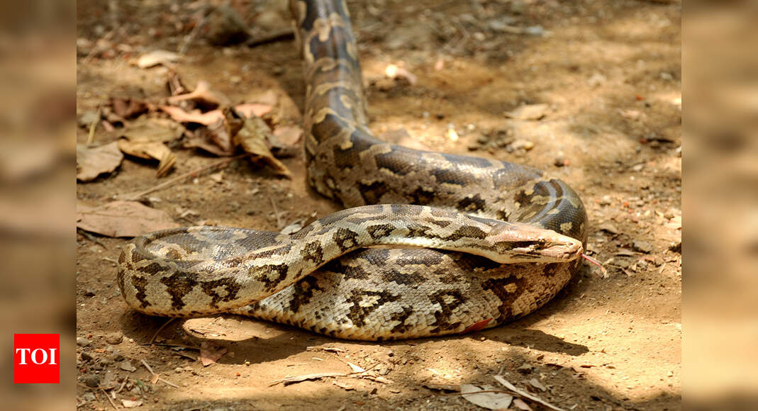 10-foot python found injured | Kolhapur News - Times of India