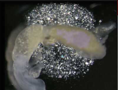 Pesky cockroaches give scientists some high-protein food for thought ...