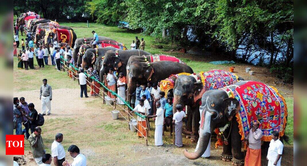 Gods in shackles: Plight of temple elephants | Chennai News - Times of ...