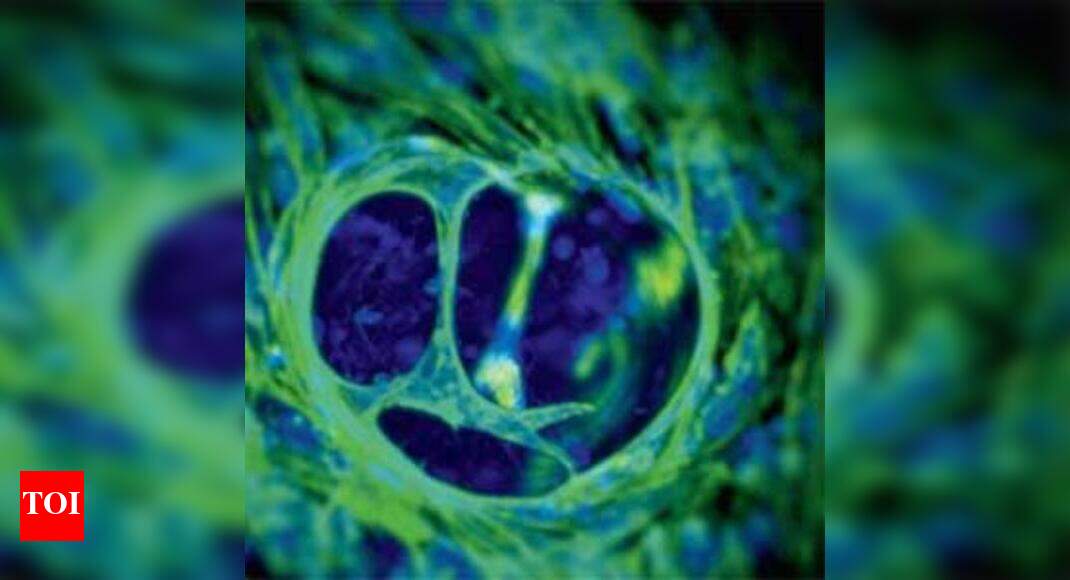 Protein that boosts growth of damaged muscle tissue identified - Times ...