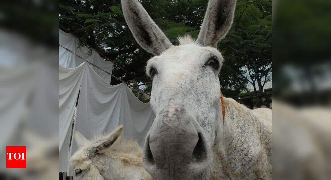 Woman protests with donkeys against atrocities by in-laws | Kanpur News ...