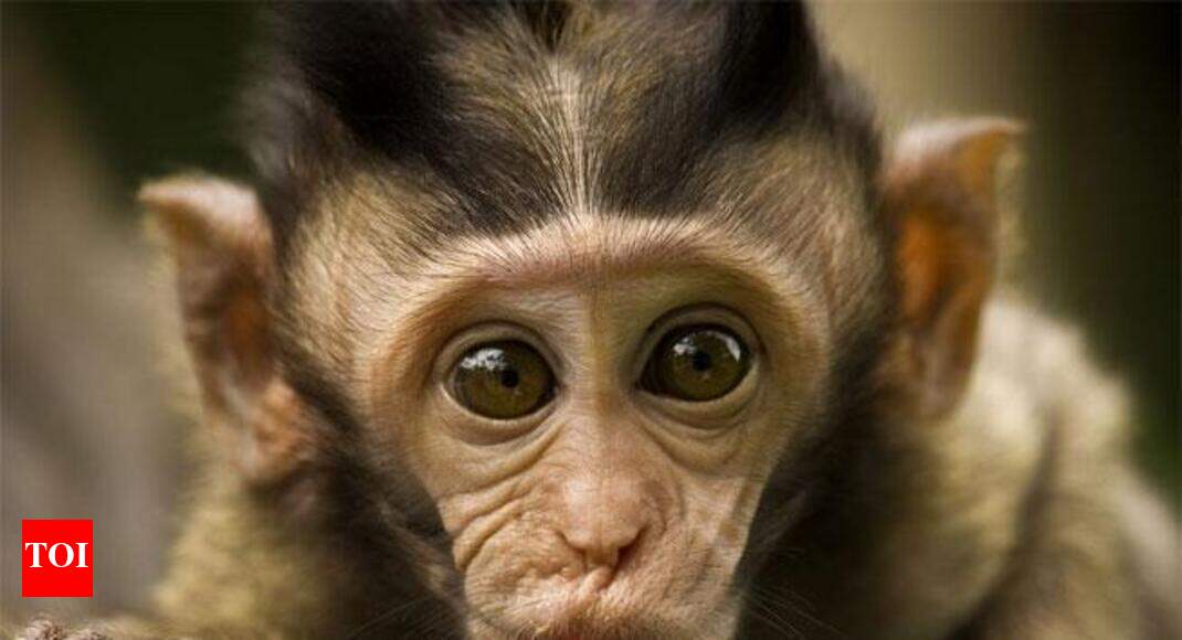 Monkey sends Dadar building residents in a tizzy | Mumbai News - Times ...