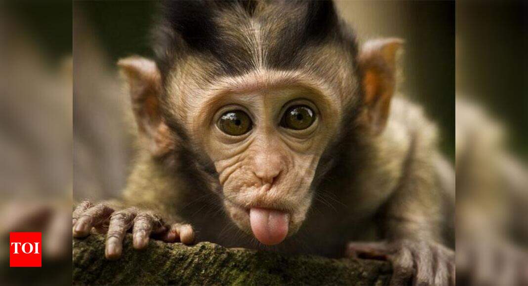 Monkey sends Dadar building residents in a tizzy | Mumbai News - The ...