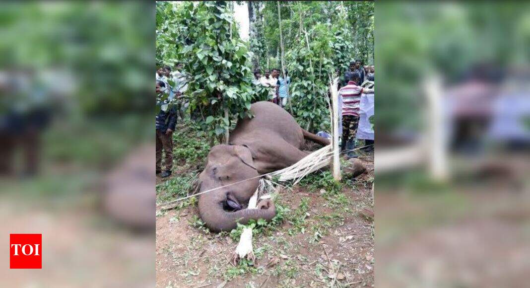 Elephant shot dead in Wayanad | Kozhikode News - Times of India