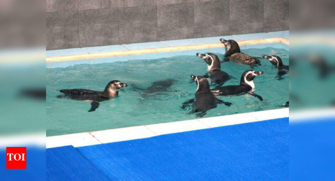 Penguins arrive in Mumbai | Mumbai News - Times of India