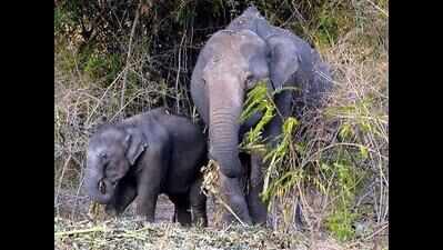 Elephant raids damage crops worth Rs 5 lakh | Erode News - Times of India