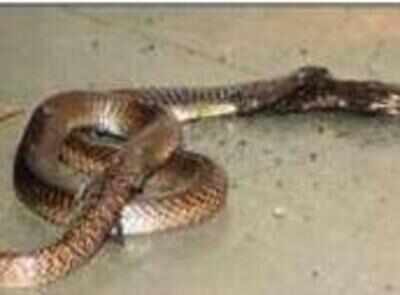 Irula team catches 300 snakes from sugar mill in Chennai | Chennai News ...