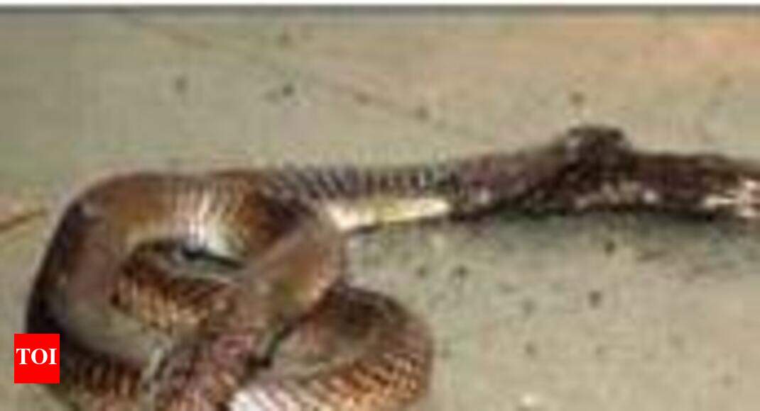 Irula team catches 300 snakes from sugar mill in Chennai | Chennai News ...