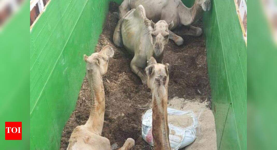 Operation Karuna successful, 87 camels on the way home | Bengaluru News ...
