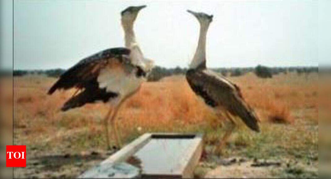 3 more eggs of Bustard spotted | Jaipur News - Times of India