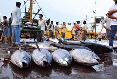 Goa’s fish catch drops | Goa News - Times of India