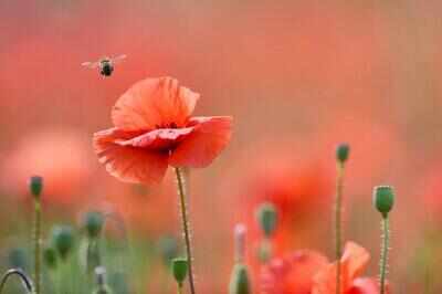 Poppy husk worth Rs 90L seized | Vadodara News - Times of India