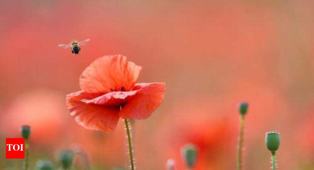 Poppy husk worth Rs 90L seized | Vadodara News - Times of India