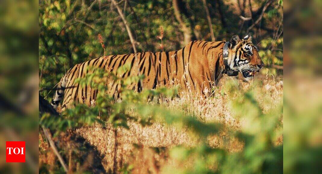 Shepherds spot collared tiger near Rawanwadi | Nagpur News - Times of India
