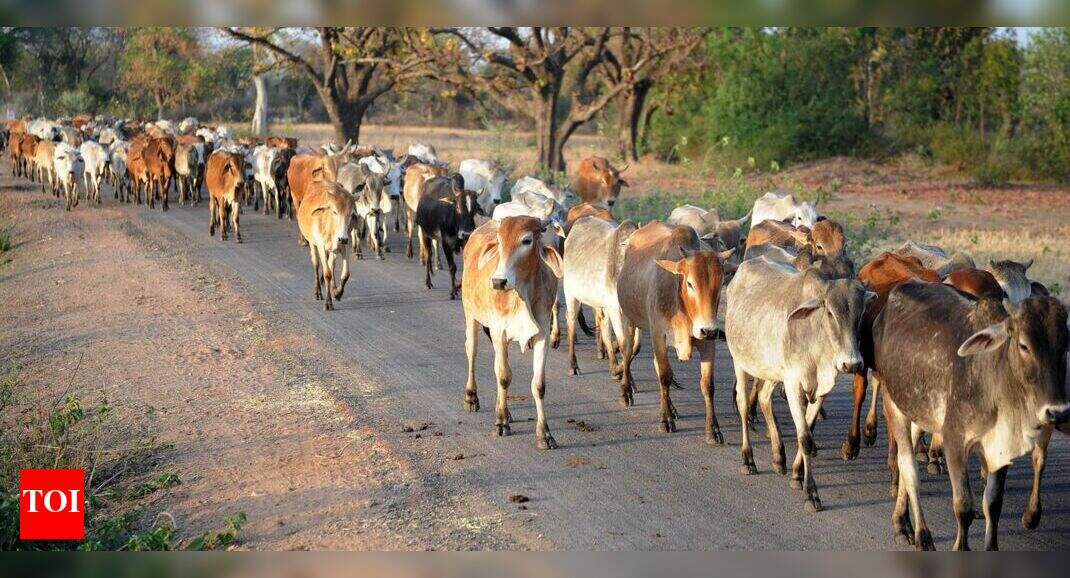 Over 1,000 cattle mapped in district to boost milk production ...