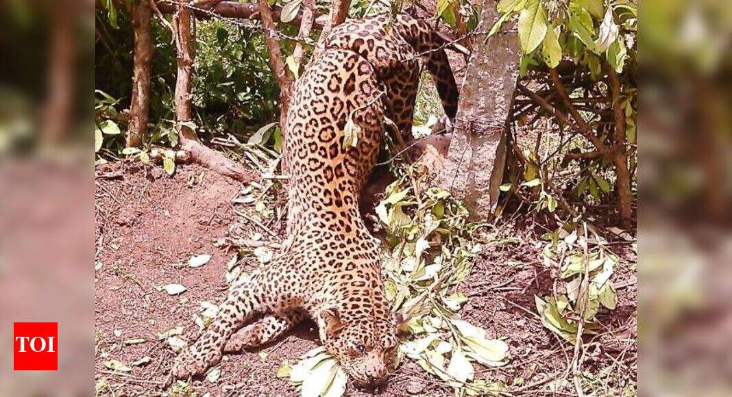 Leopard dies after being caught in wired snare | Coimbatore News - Times of India