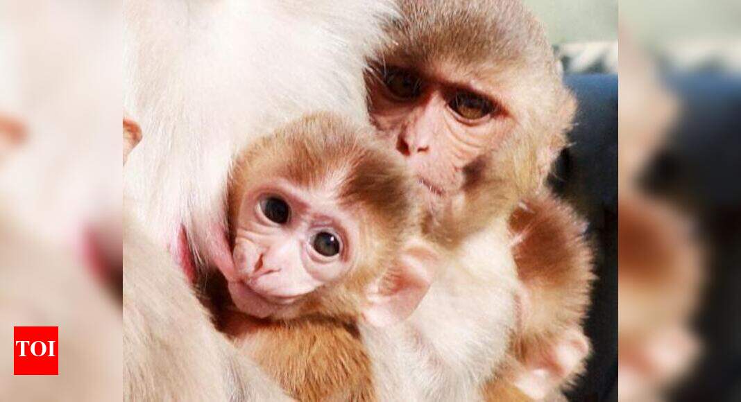 In a first in the country, female monkeys to be given oral ...